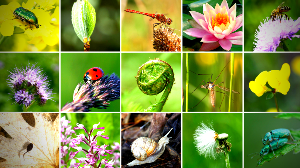 8 Proactive Ways Your Business Can Protect Our Biodiversity ...