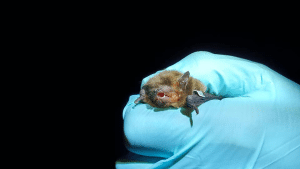 15 Irish Organisations That Support Biodiversity