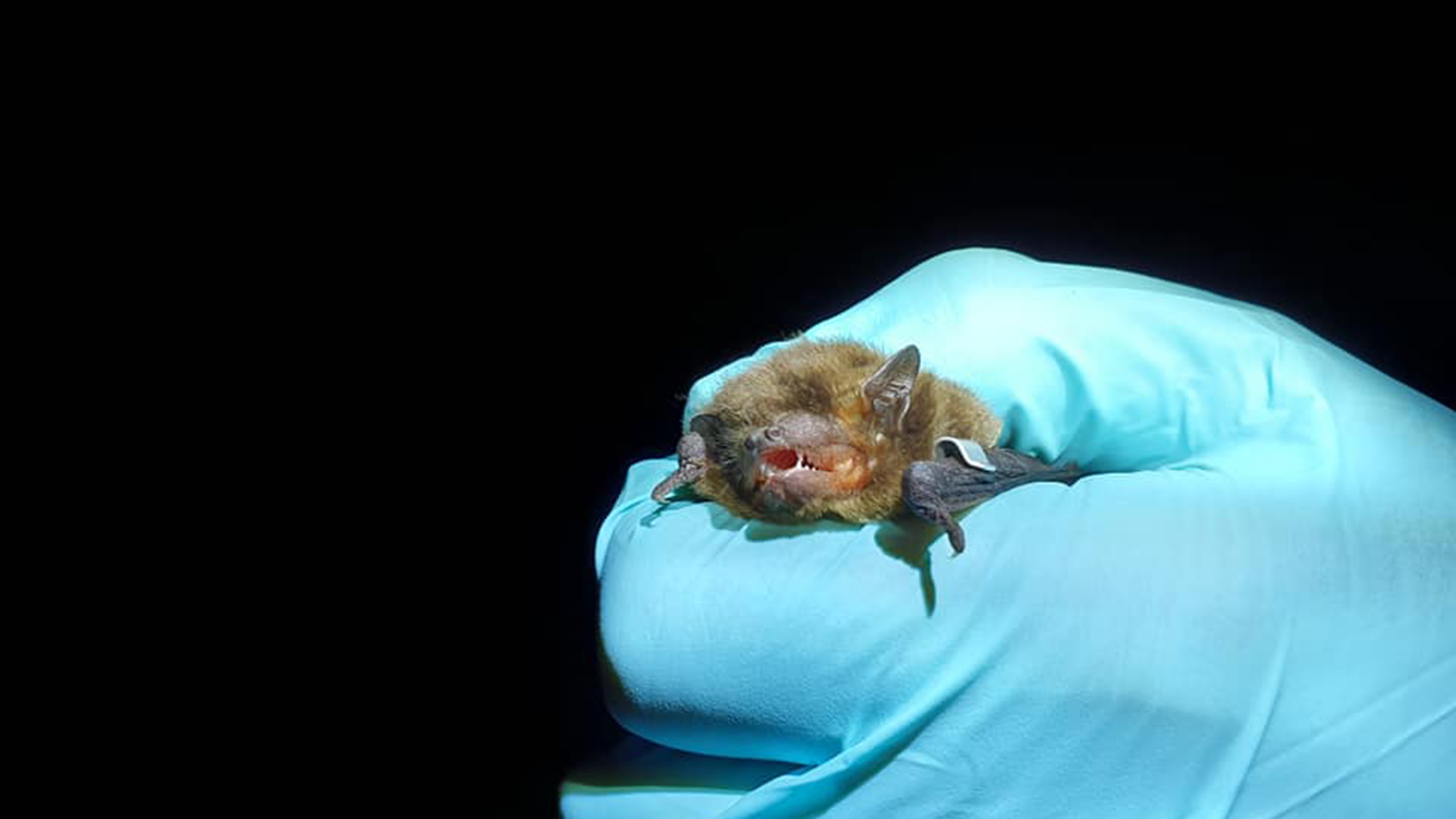 15 Irish Organisations That Support Biodiversity