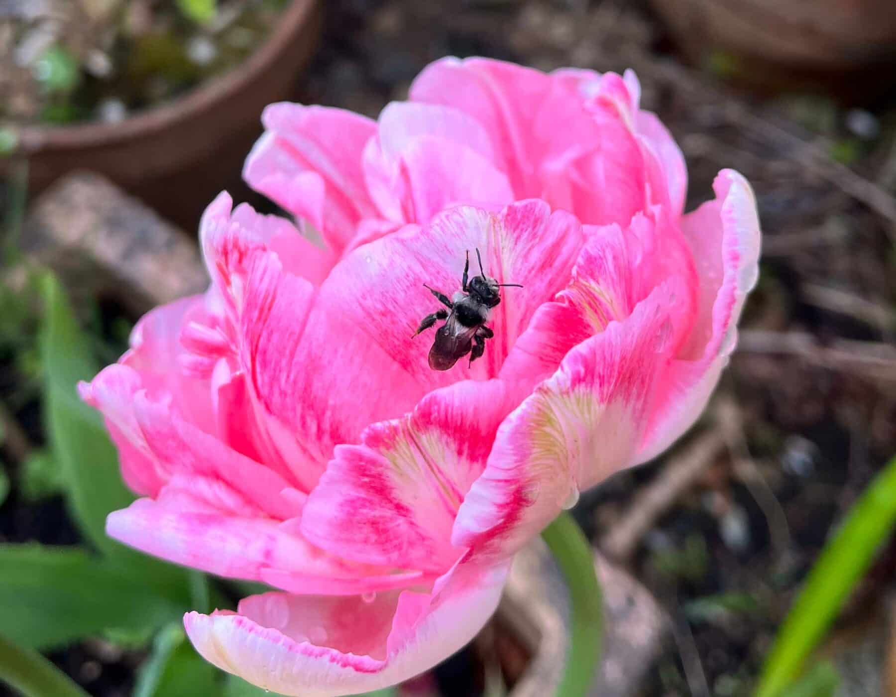 8 things We Learned About Irish Bees - Sustainable Tourism Network